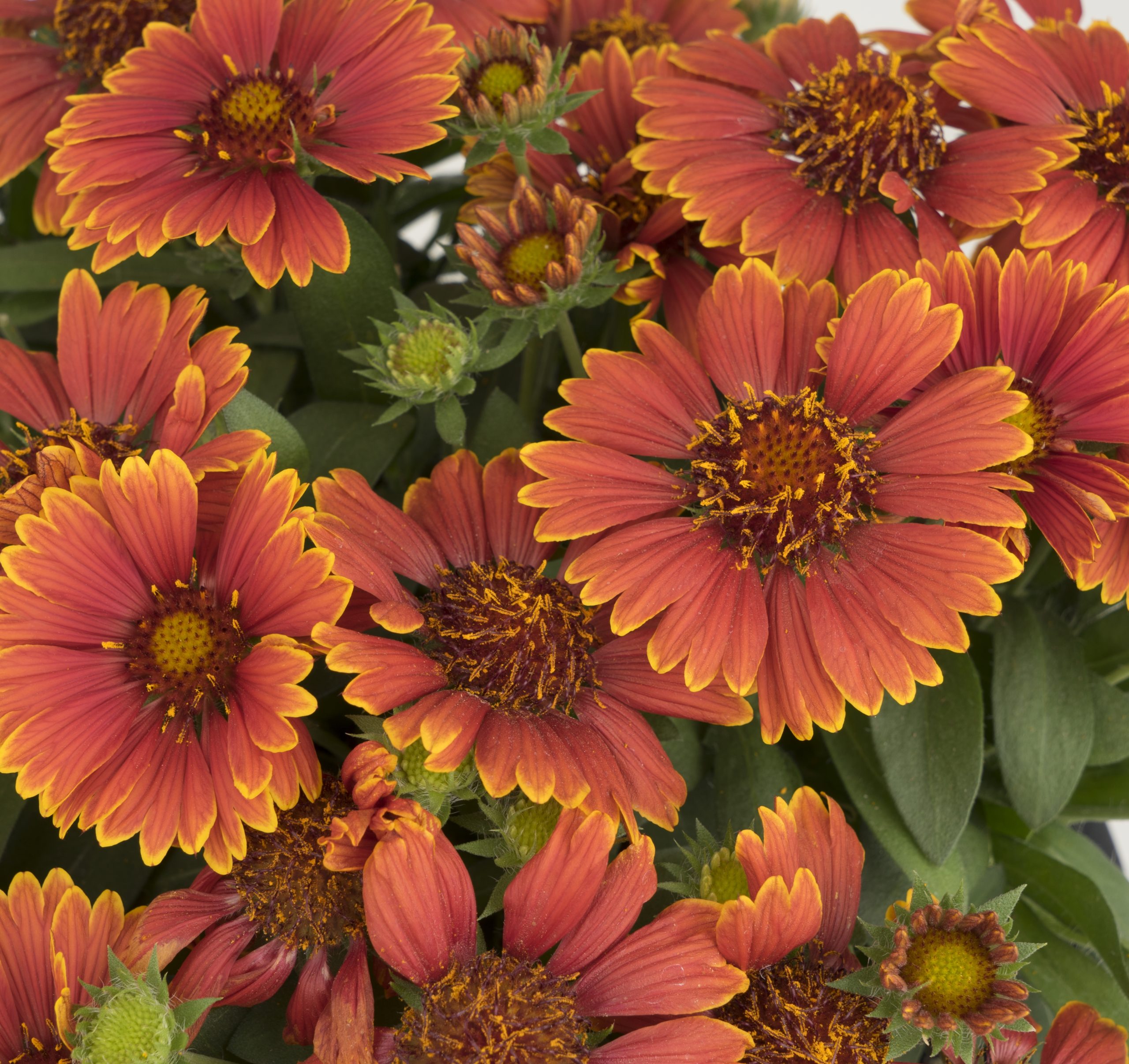 Gaillardia SpinTop™ Yellow Touch