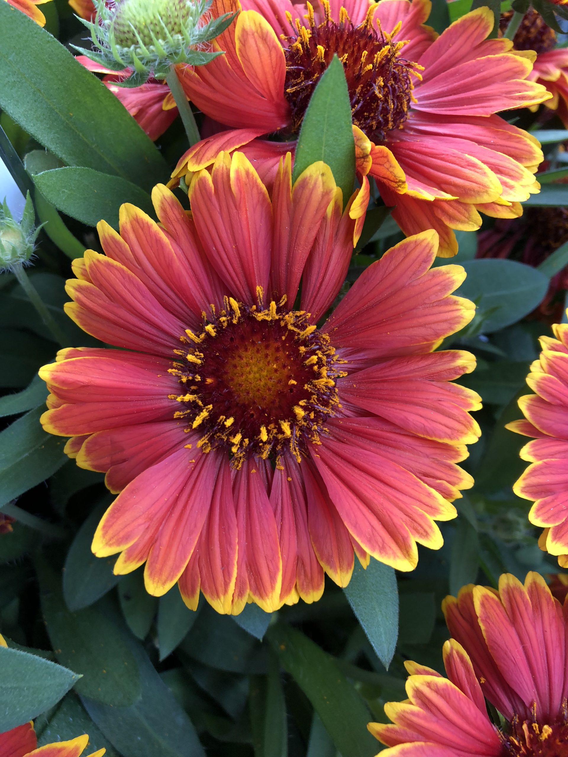 Gaillardia SpinTop™ Yellow Touch