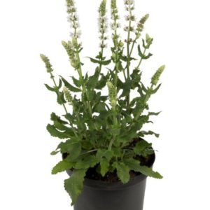 Salvia Salute™ White