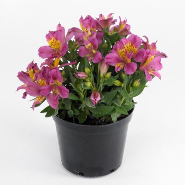 Alstroemeria Little Miss™ Emily