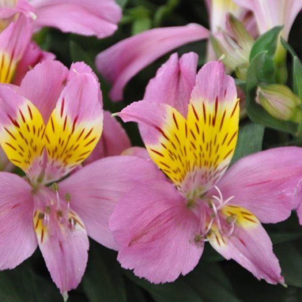 Alstroemeria Little Miss™ Emily