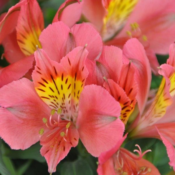 Alstroemeria Little Miss™ Tara