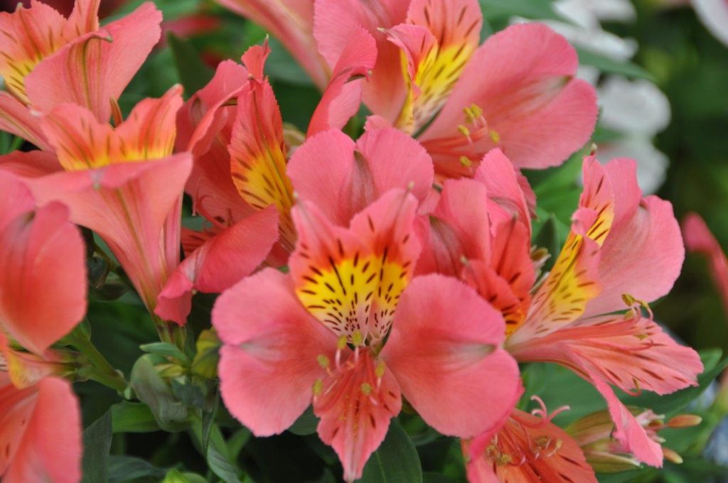 Alstroemeria Little Miss™ Tara