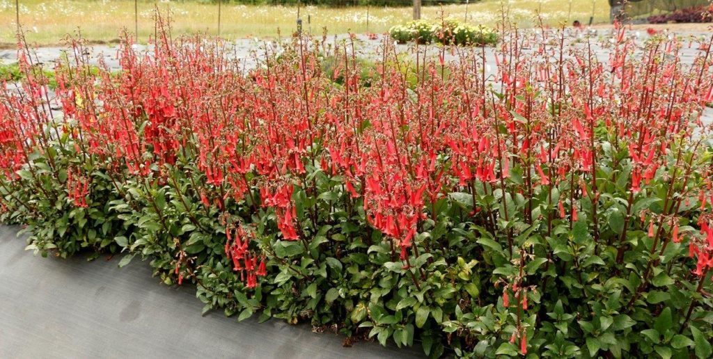 Phygelius Colorburst™ Red