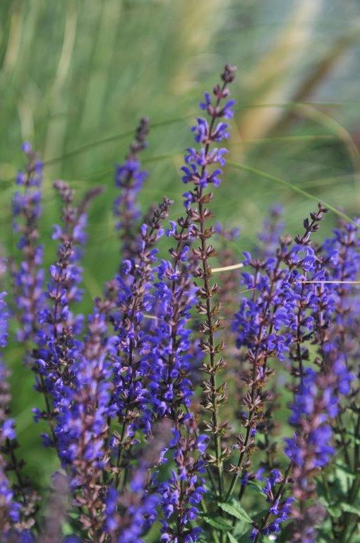 Salvia Salute™ Deep Blue