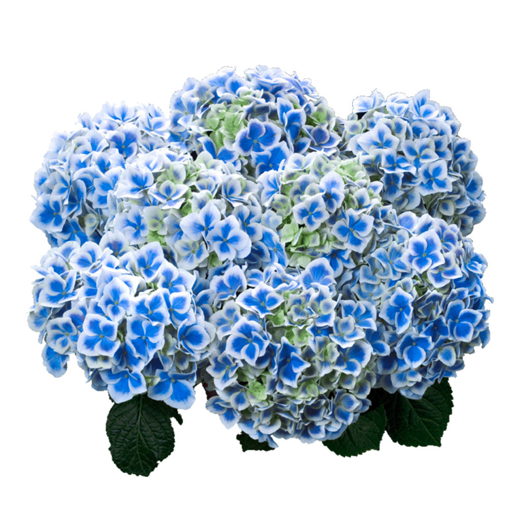 Hydrangea Tea Time™ HY1 Bavaria