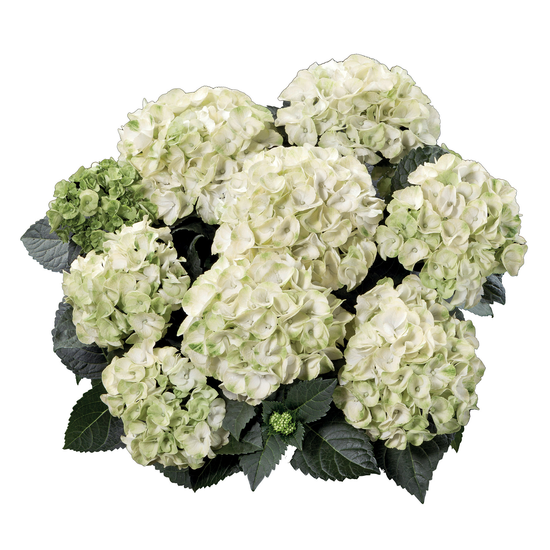 Hydrangea Tea Time™ HY19 Caipirinha