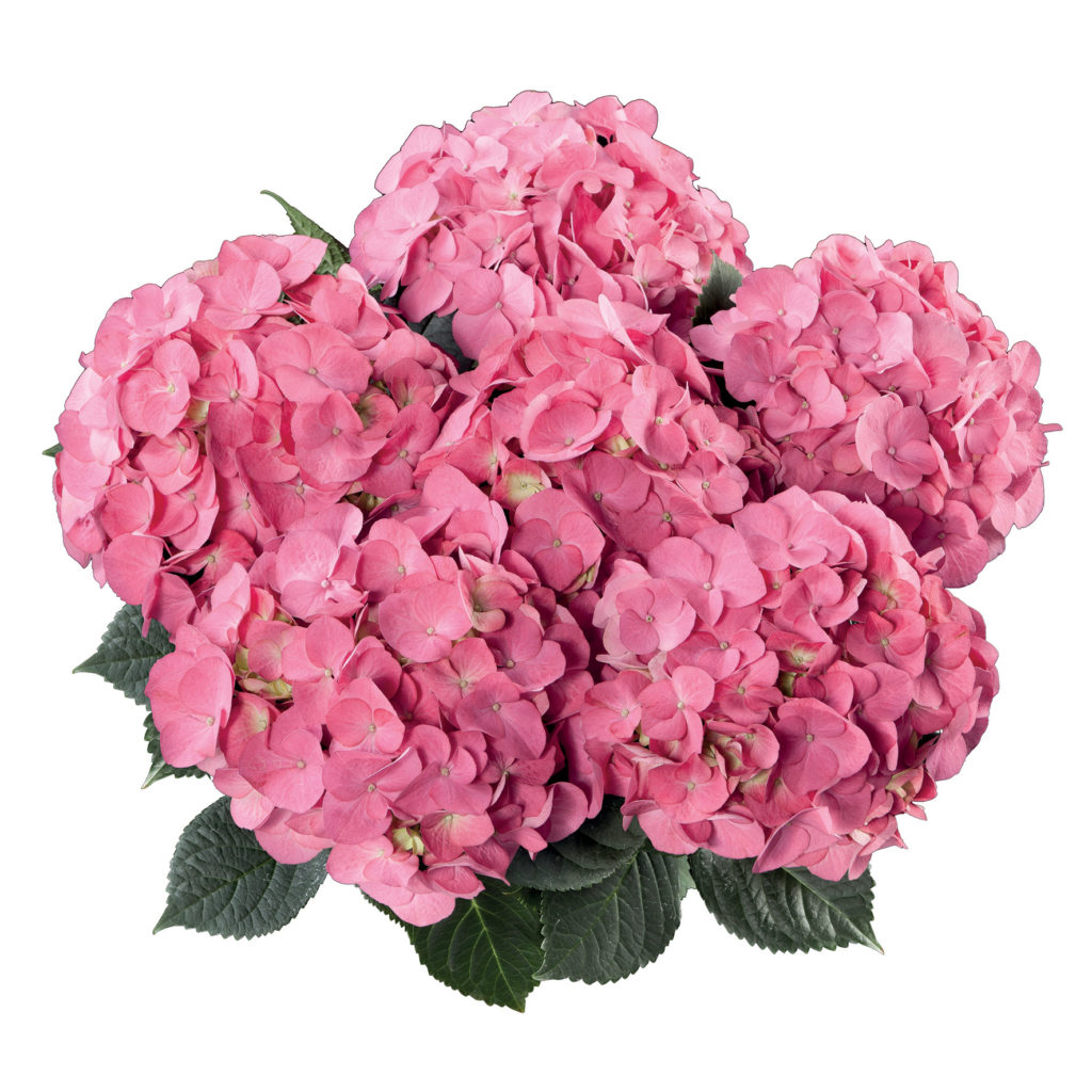 Hydrangea Tea Time™ HY15 Duro