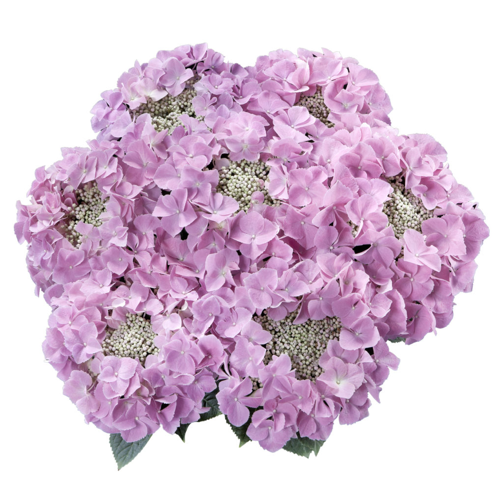Hydrangea Tea Time™ HY16 Frisbee Pink