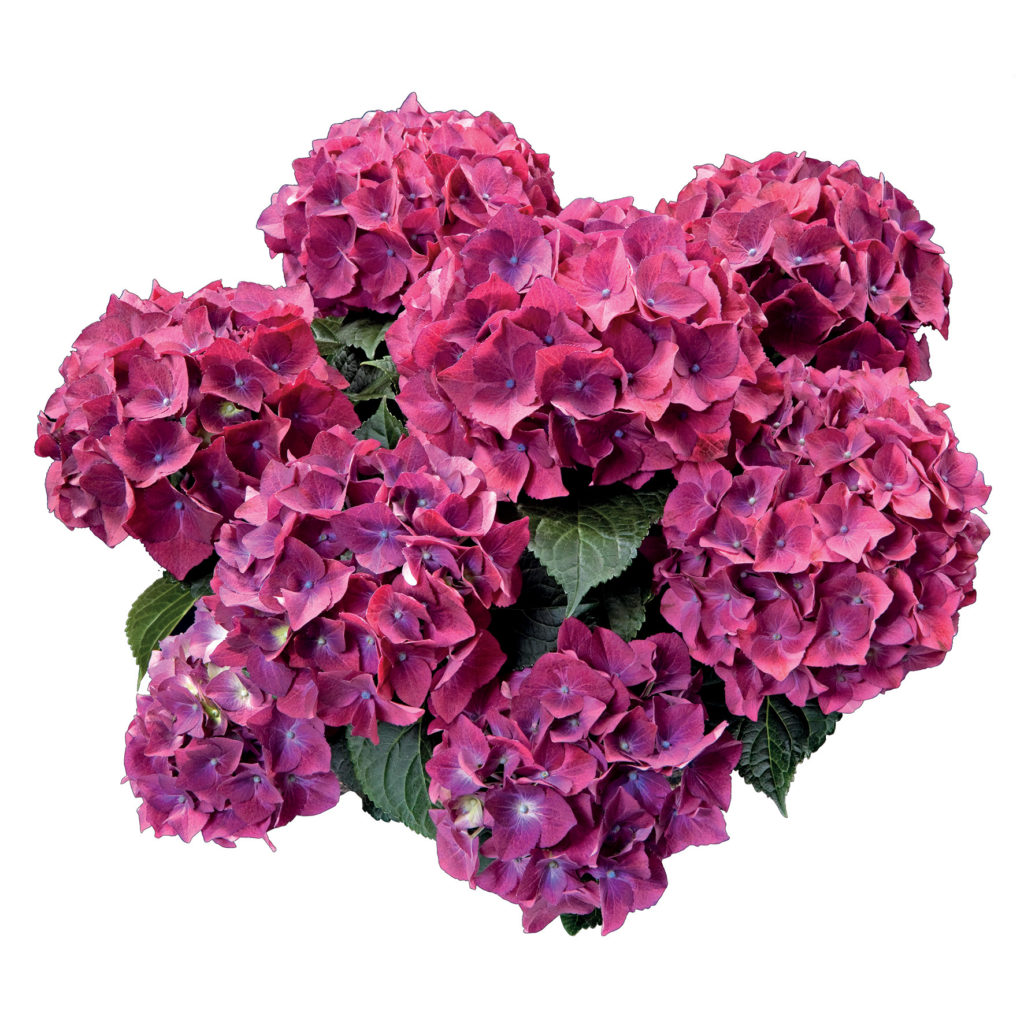 Hydrangea Tea Time™ HY2 Hot Red (Shown in Purple)