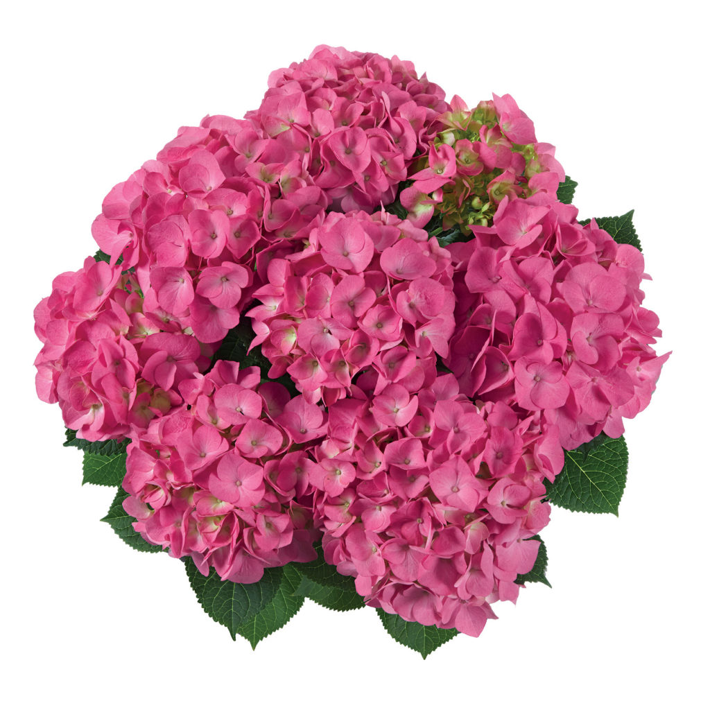 Hydrangea Tea Time™ HY18 Jip (Shown in Pink)