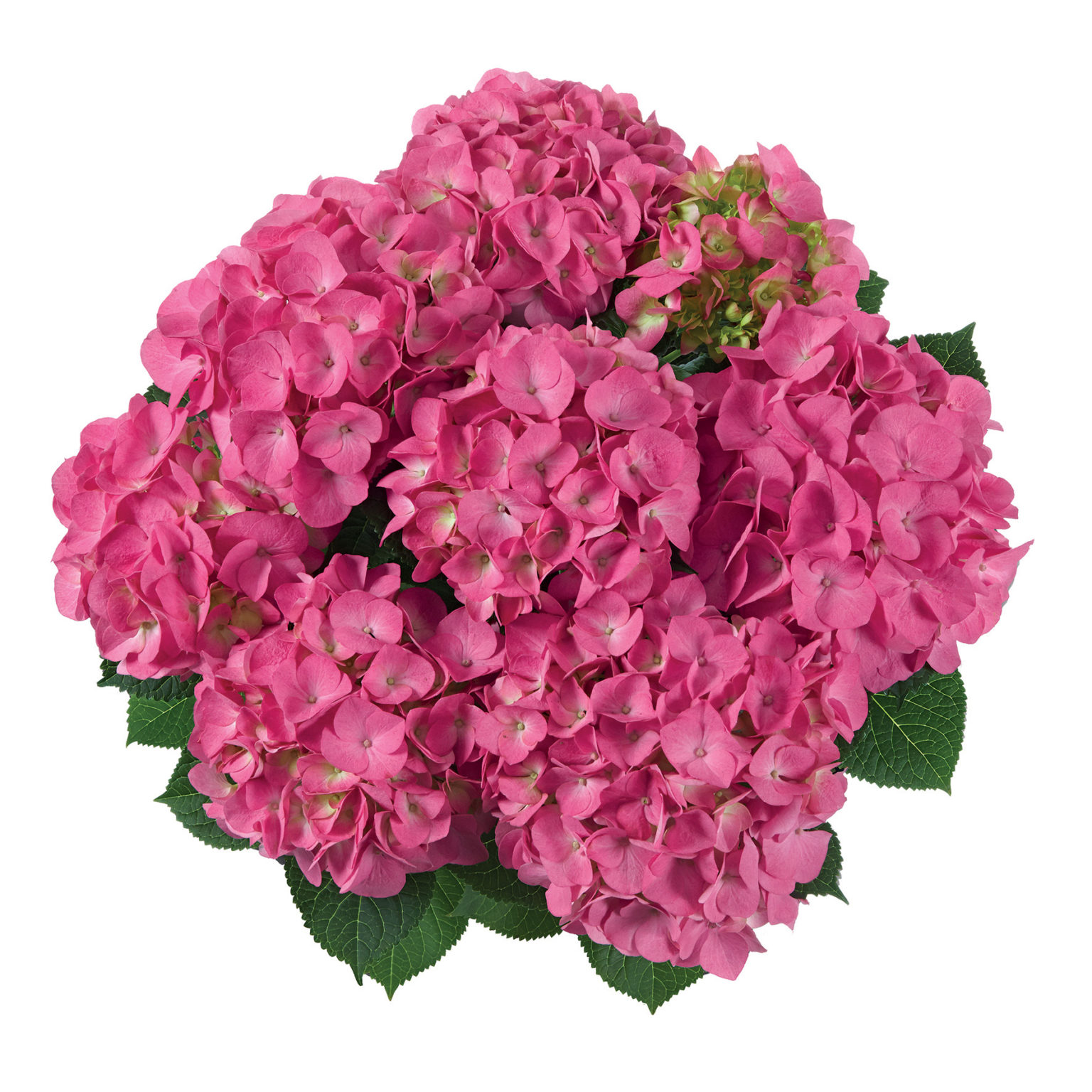 Hydrangea Tea Time™ HY18 Jip (Shown in Pink)