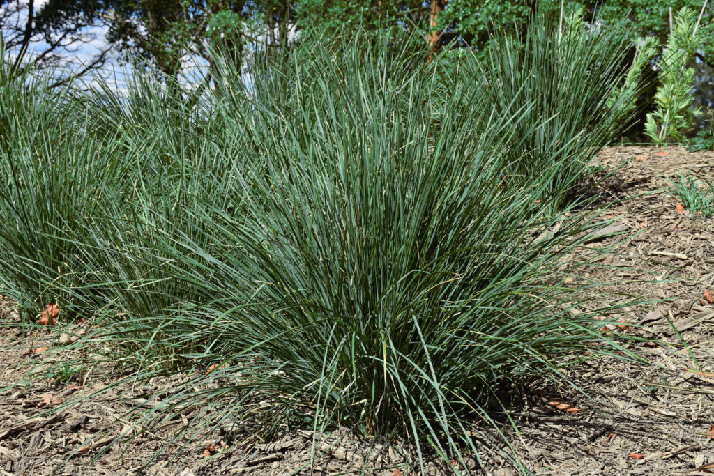 Lomandra Ocean™