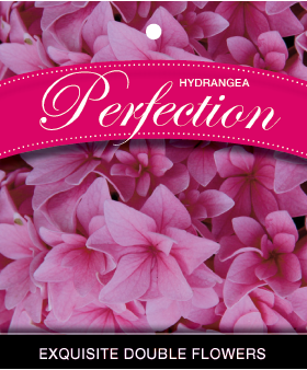 Hydrangea Perfection™