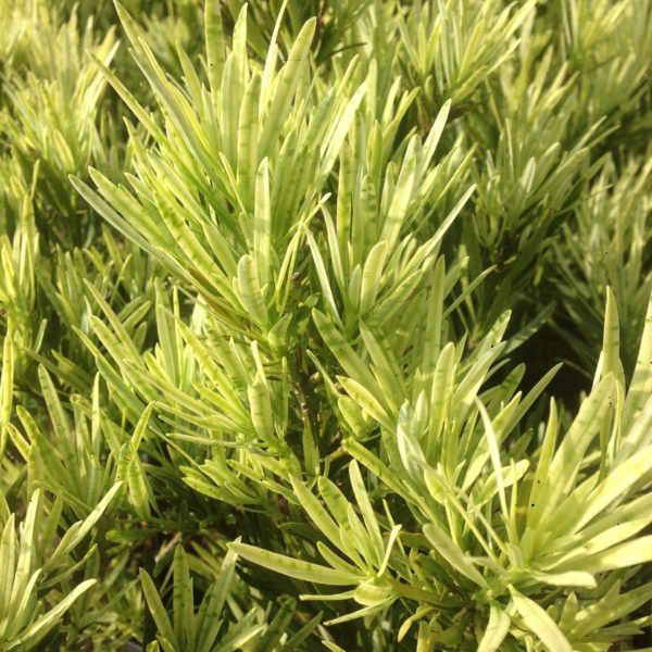 Podocarpus Roman Candles