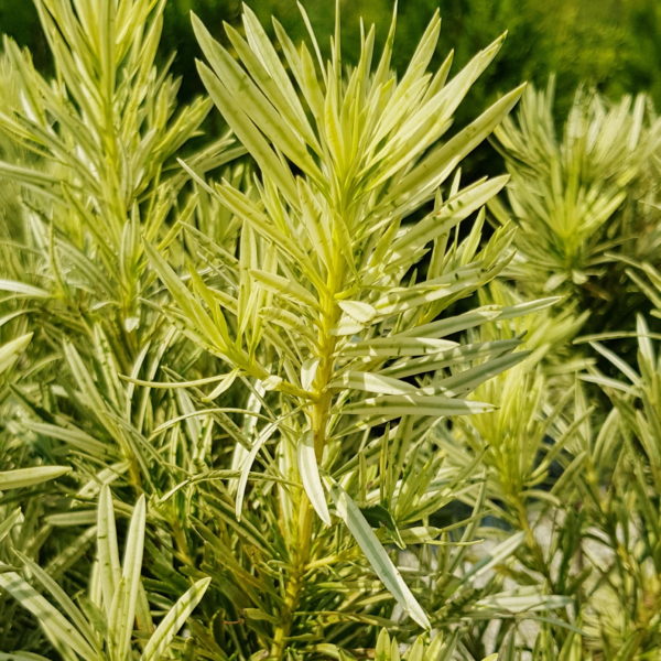 Podocarpus Roman Candles