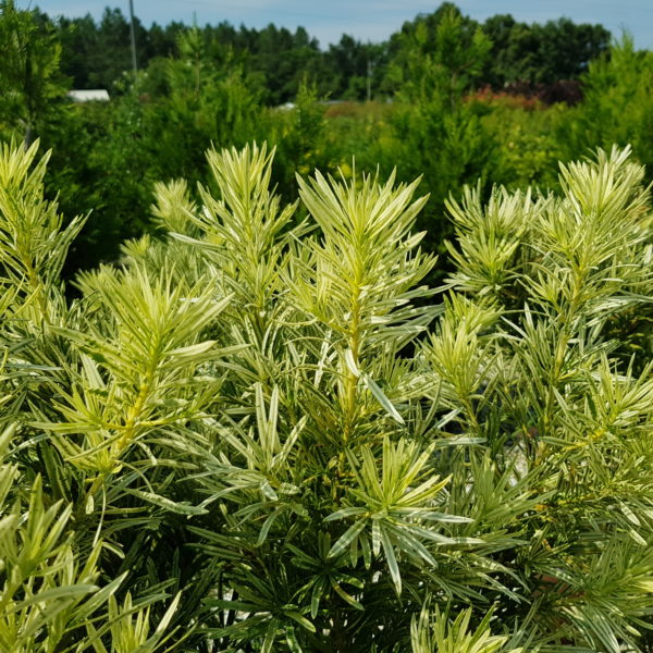 Podocarpus Roman Candles