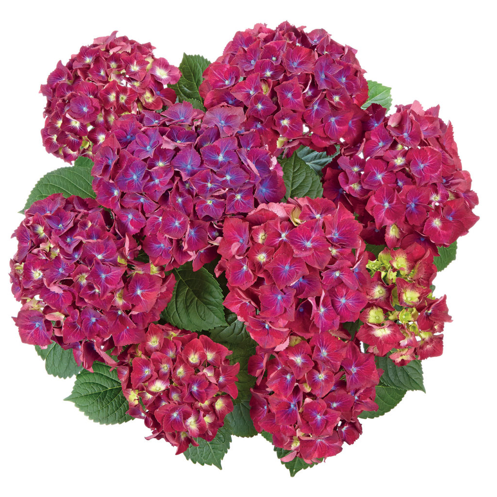 Hydrangea Tea Time™ HY25 Speedy Red Improved (Shown in Purple)