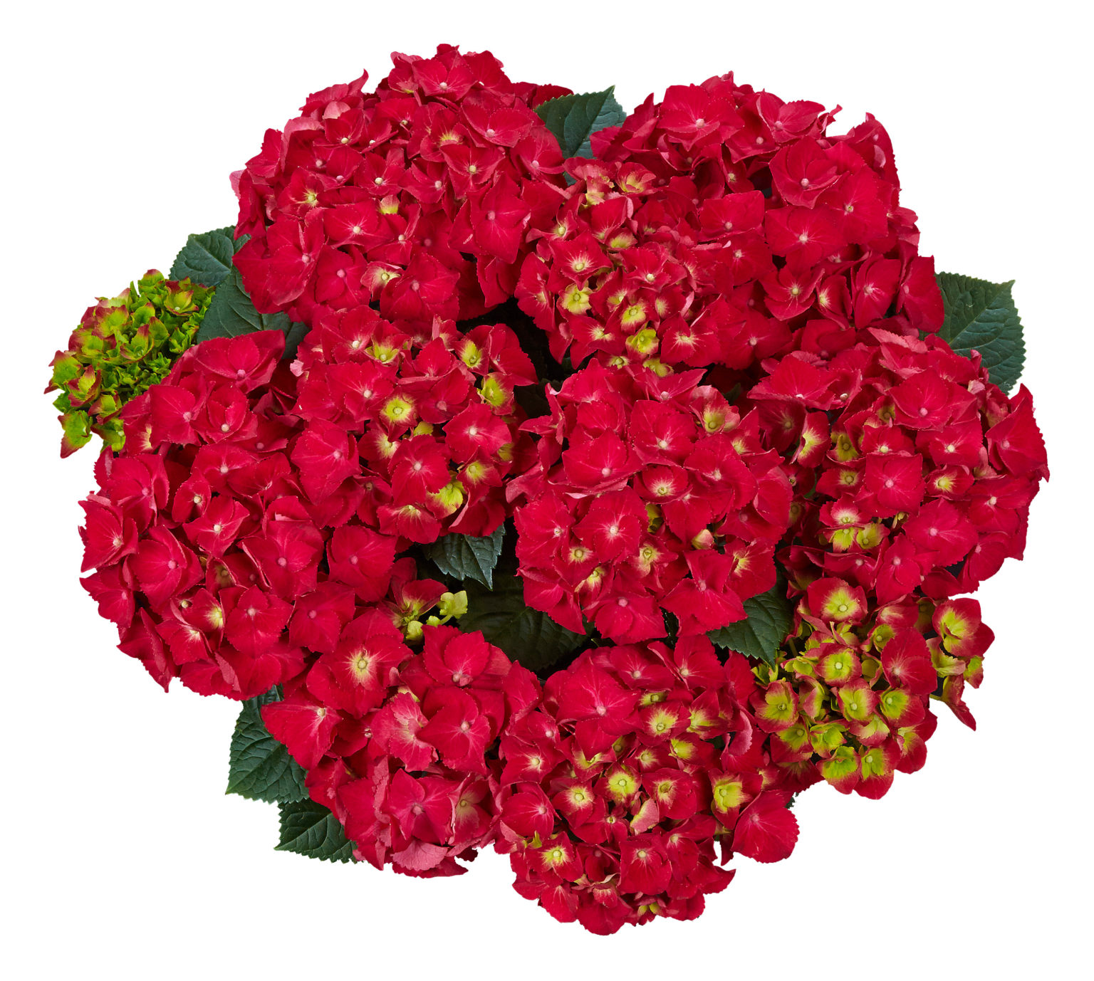 Hydrangea Tea Time™ HY25 Speedy Red Improved
