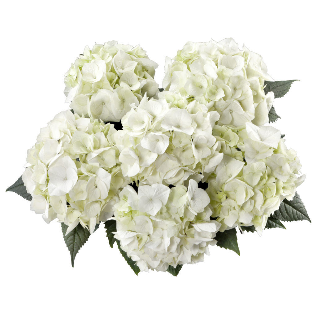 Hydrangea Tea Time™ HY13 Vanilla Sky