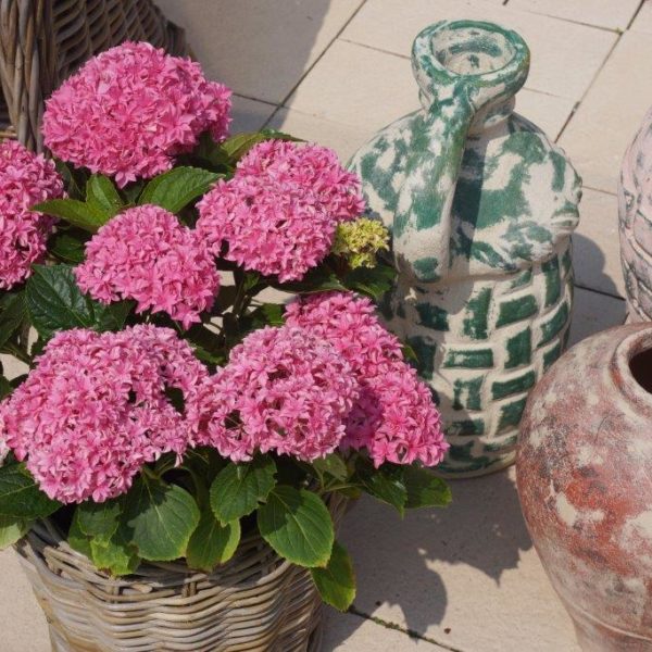 Hydrangea Perfection™