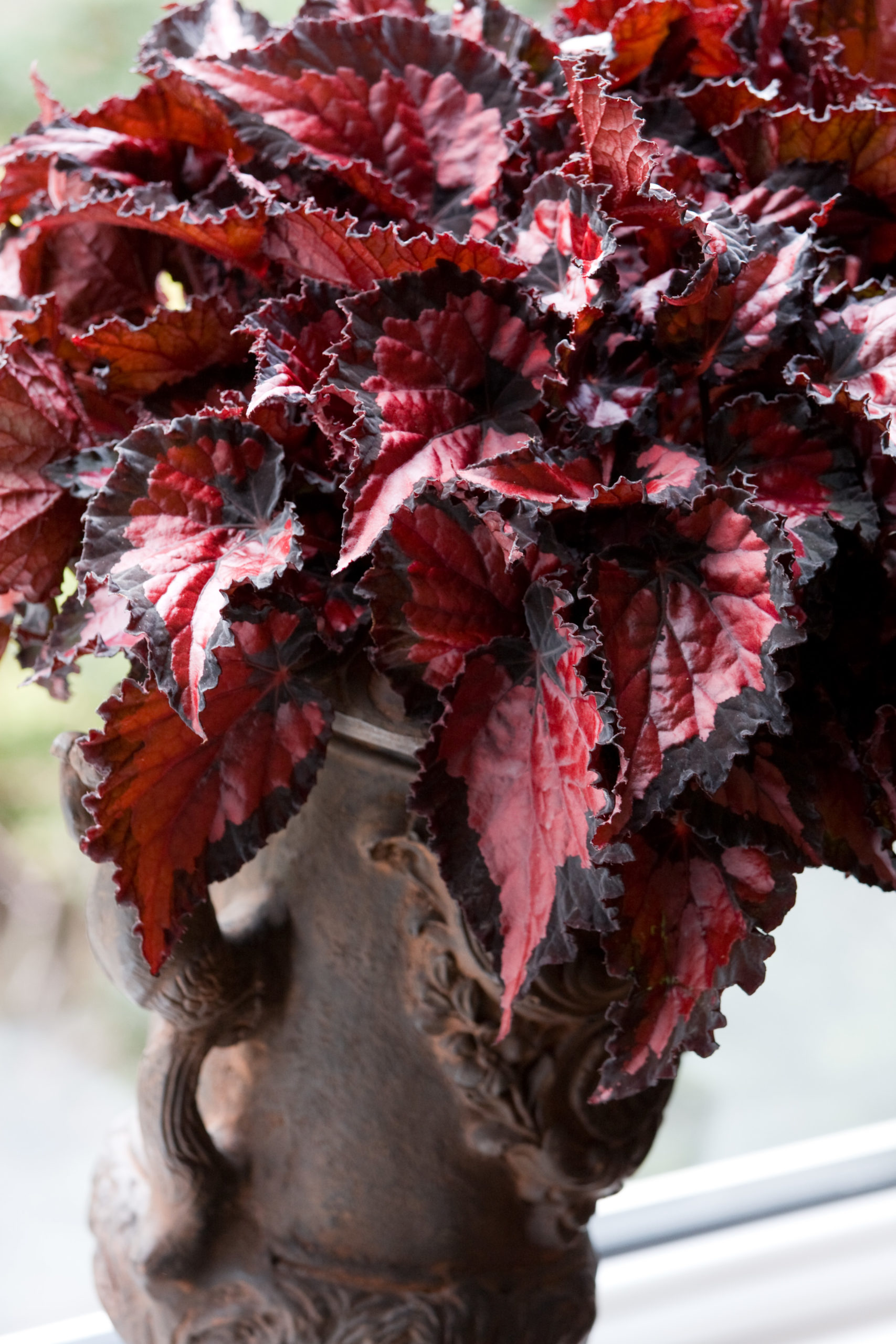 Begonia Beleaf™ Inca Night
