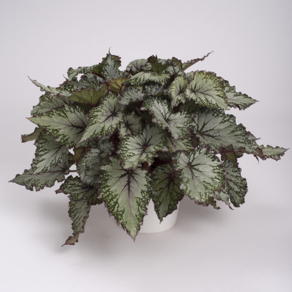 Begonia Beleaf™ Asian Tundra