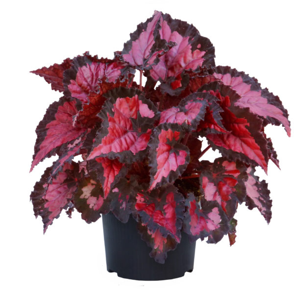 Begonia Beleaf™ Inca Night