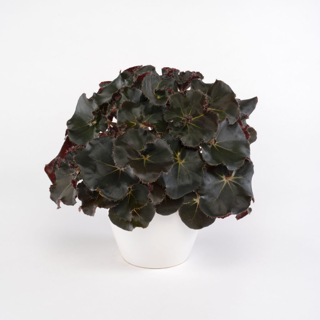 Begonia Beleaf™ Jungle Black