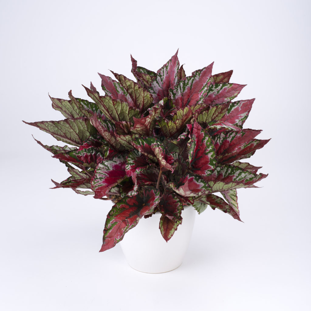 Begonia Beleaf™ Maui Sunset