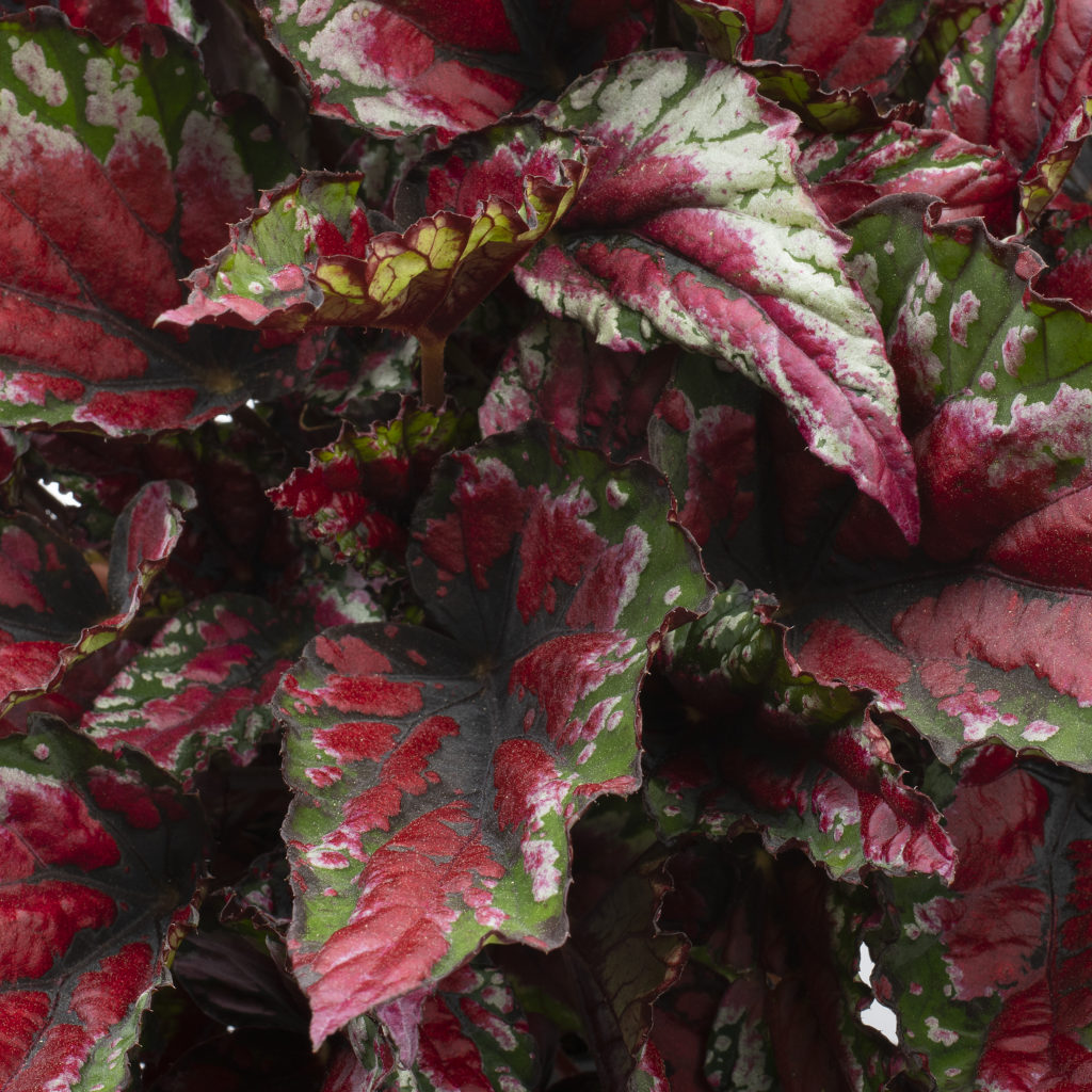 Begonia Beleaf™ Maui Sunset