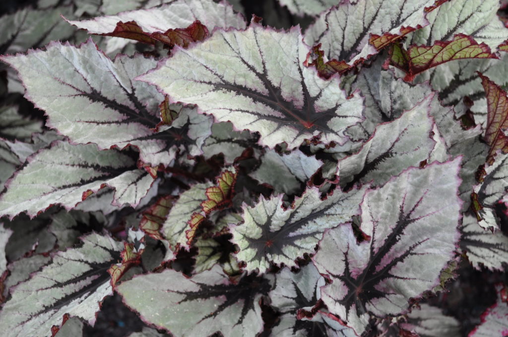 Begonia Beleaf™ Nordic Glacier