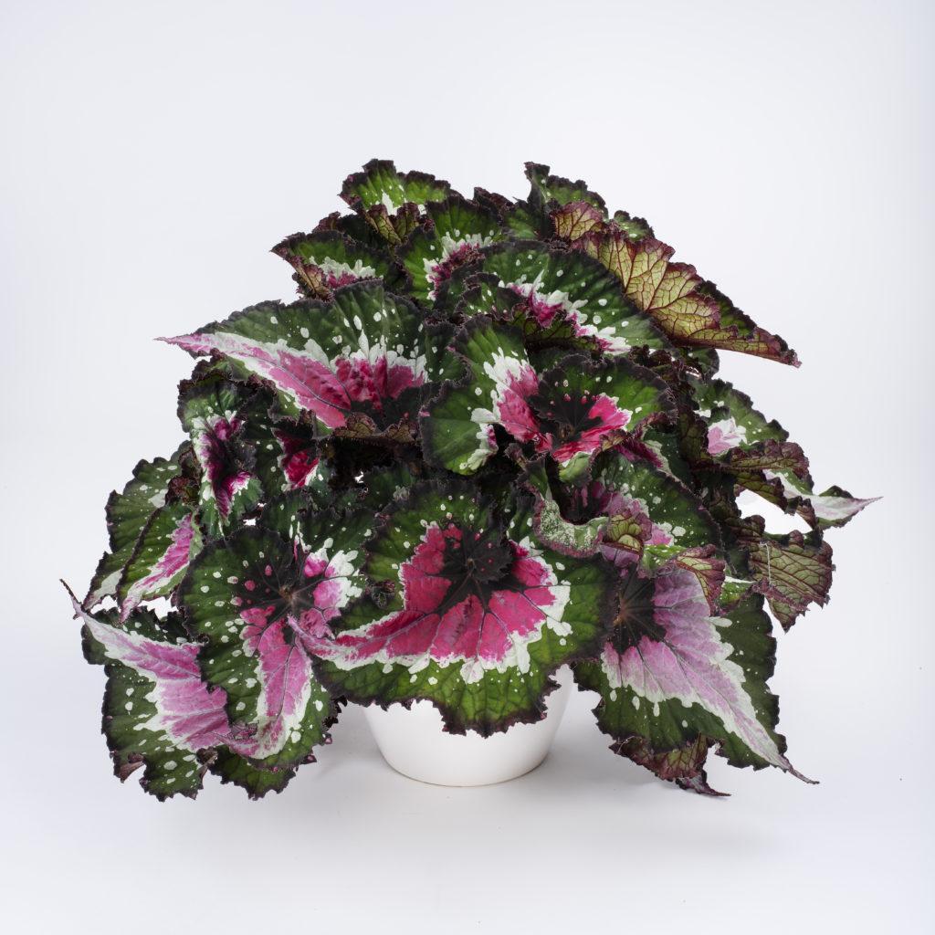 Begonia Beleaf™ Purple Blush