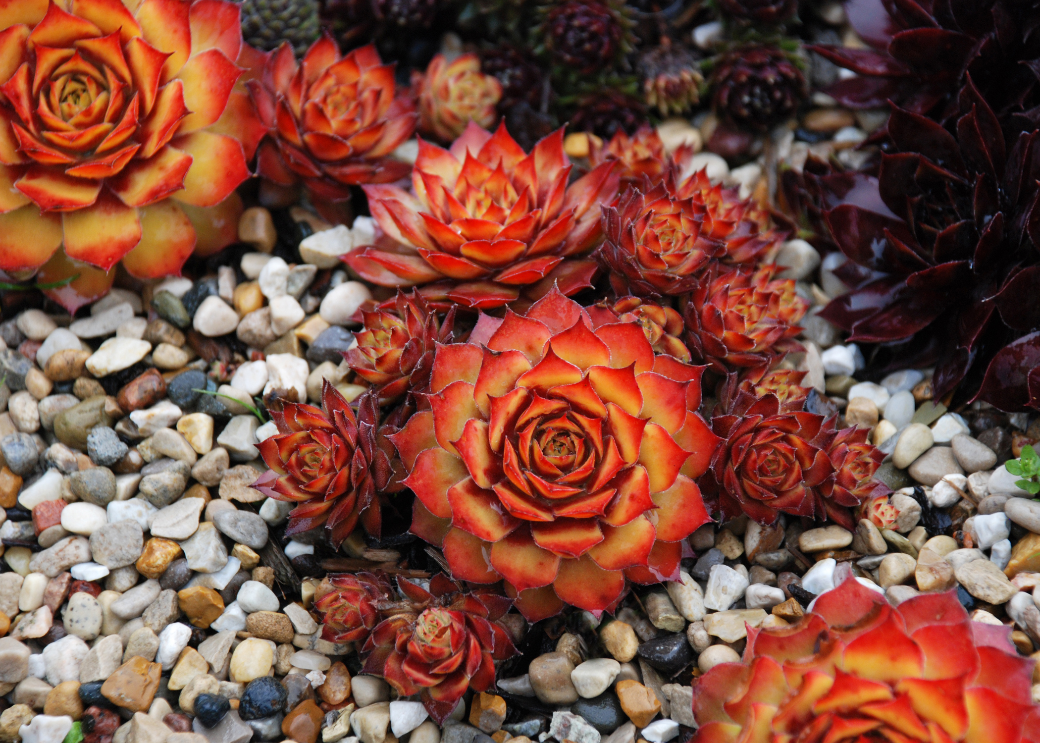 Sempervivum Gold Nugget